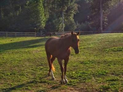 Services – Still Waters Farm